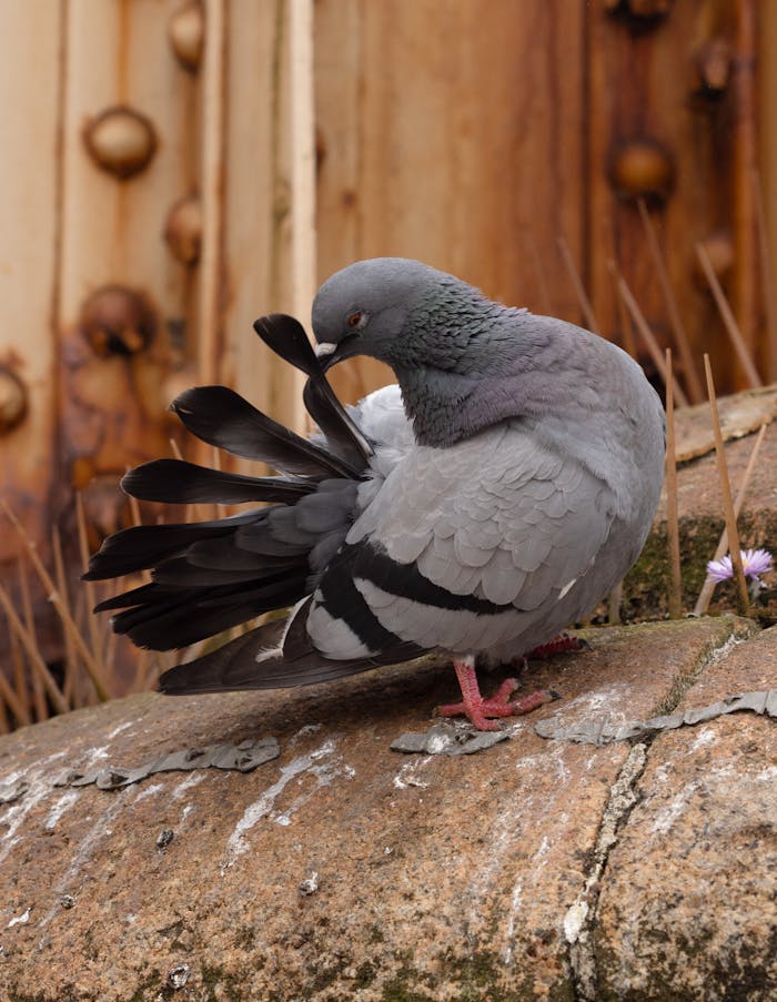 La Fauconnerie - Fédération Française de Fauconnerie