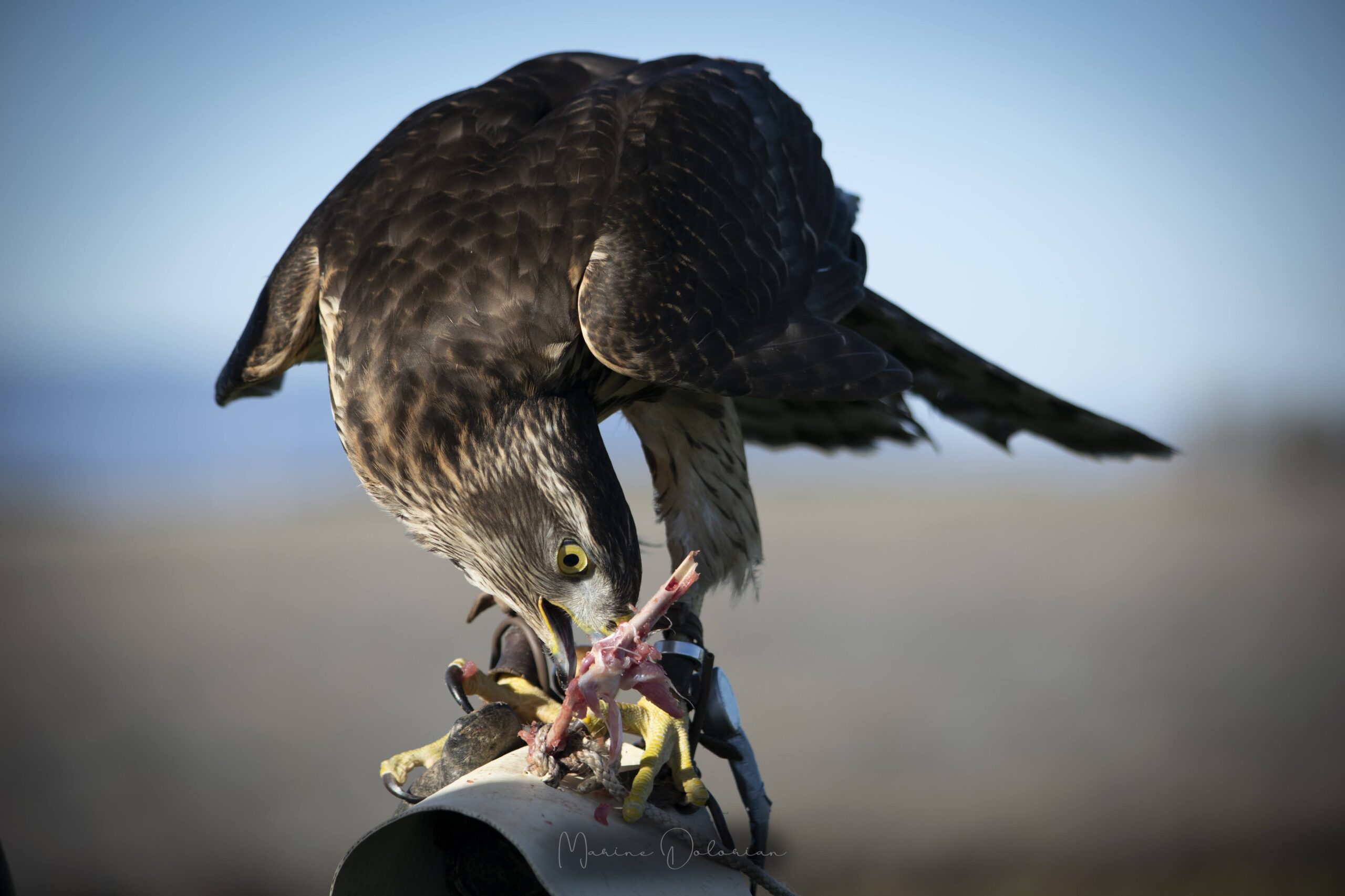 Les Rapaces - Fédération Française de Fauconnerie
